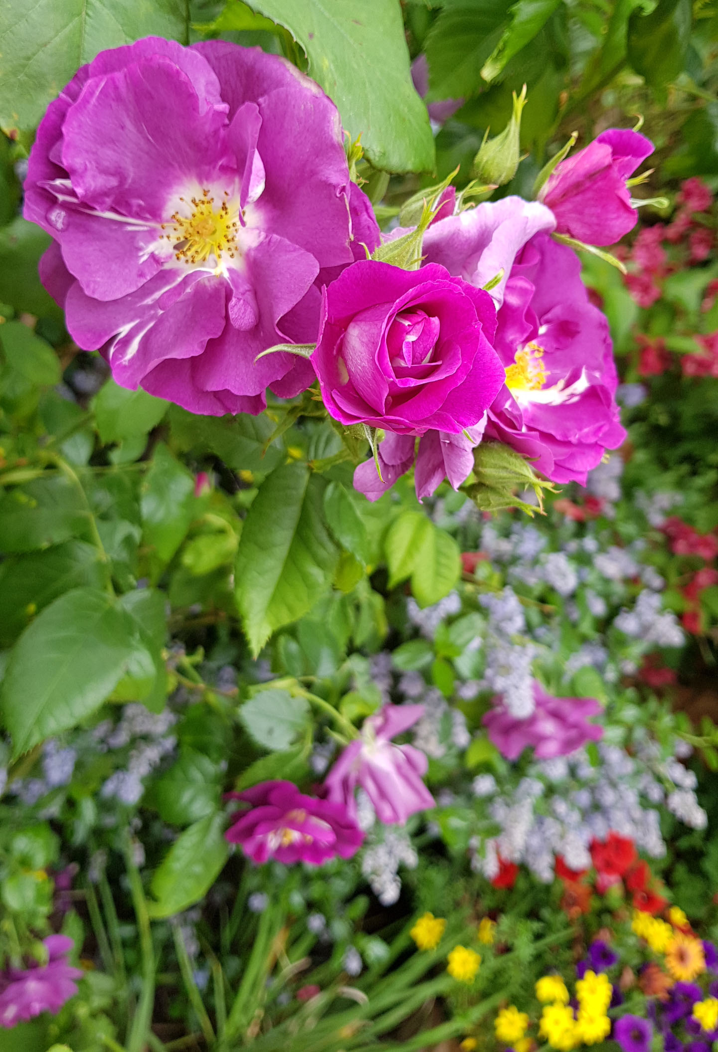 rose2 – Jo-Creates